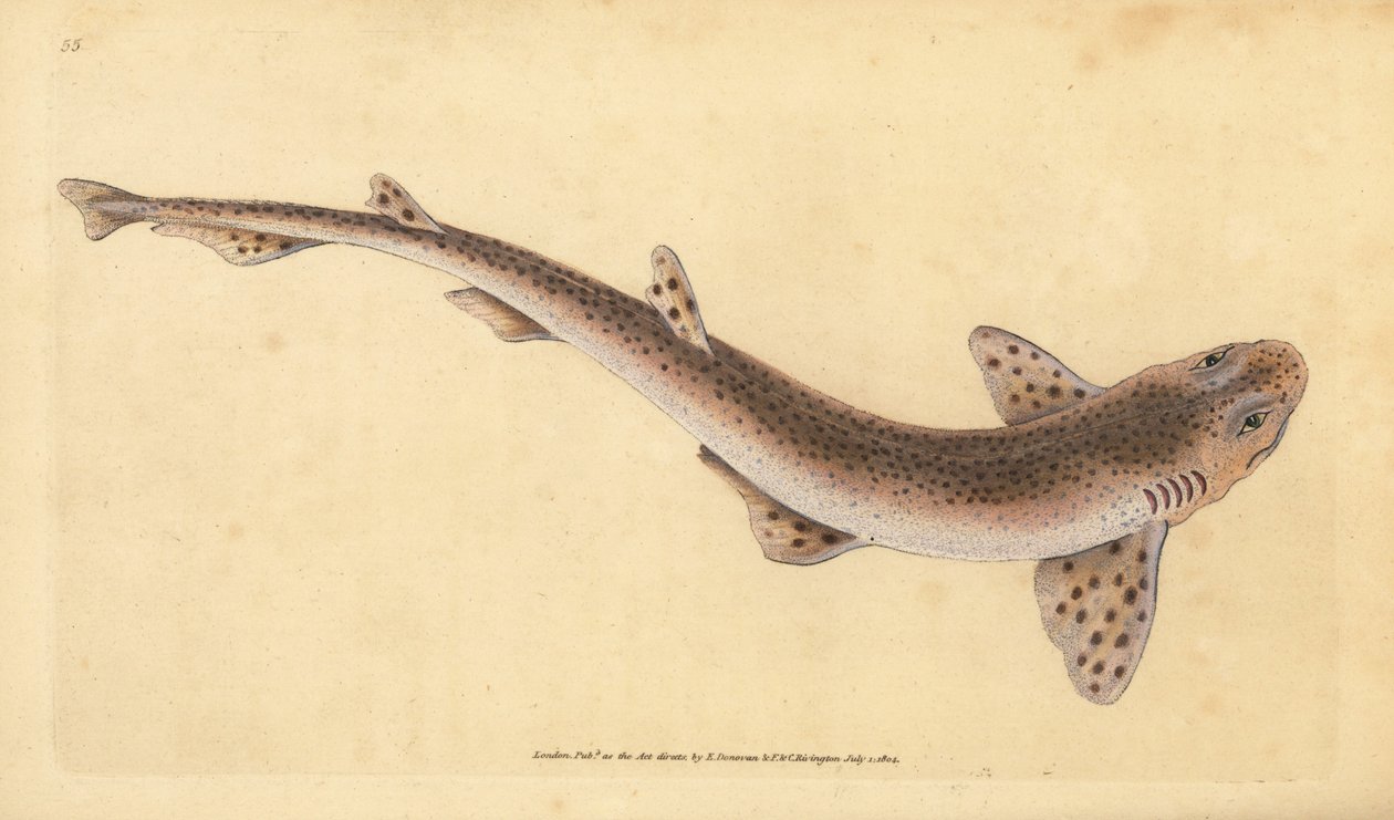 Small Spotted Catshark. Handcoloured copperplate by Edward Donovan from ...