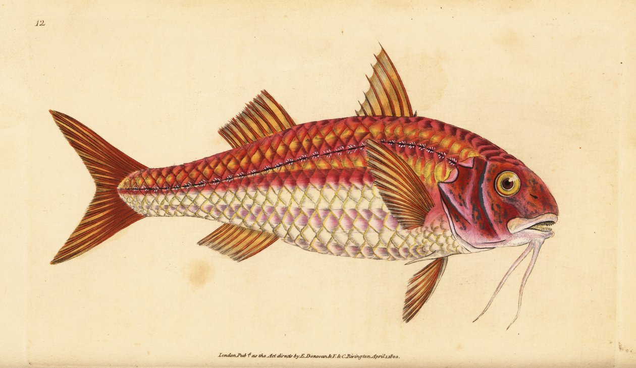 Striped red mullet, Mullus surmuletus by Edward Donovan