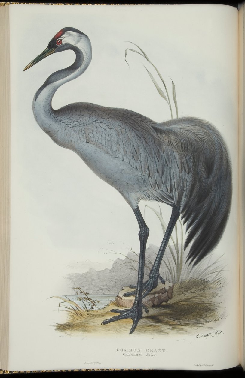 Common Crane, from 'The Birds of Europe' by John Gould