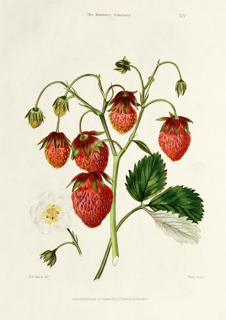 The Roseberry Strawberry, engraved by Watte, pub. by Thomas Kelly ...