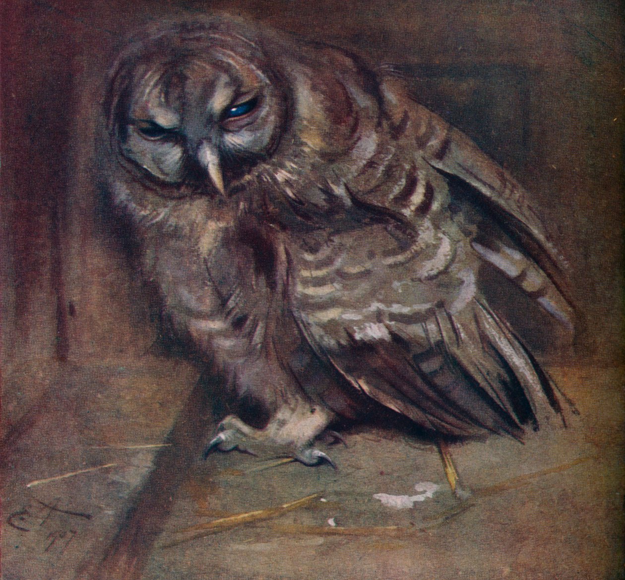 A Young Brown Owl by Edwin John Alexander: Fine art print