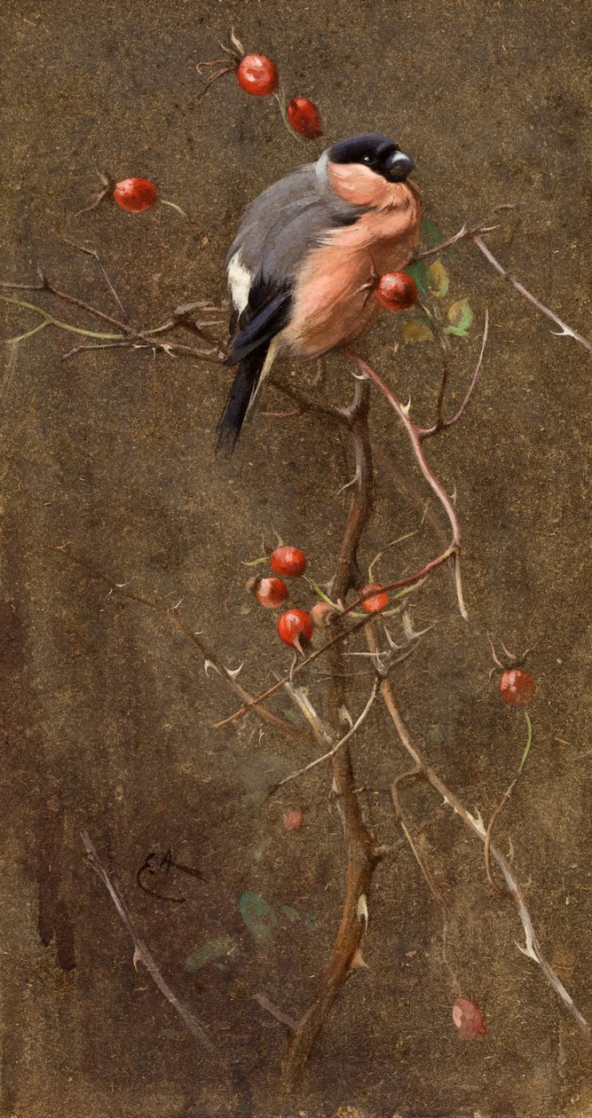 The Bullfinch by Edwin John Alexander: Buy fine art print
