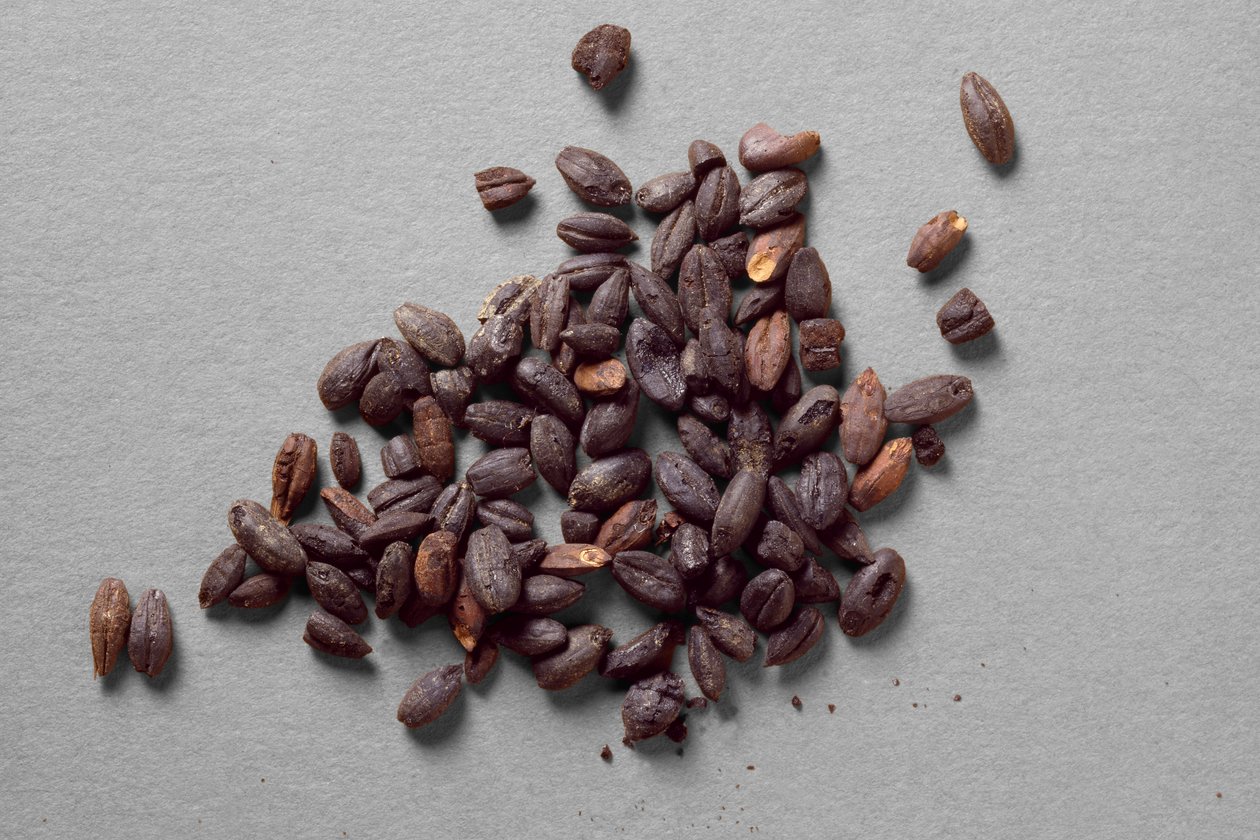 Husks of Emmer, from Fayum by Egyptian: Buy fine art print