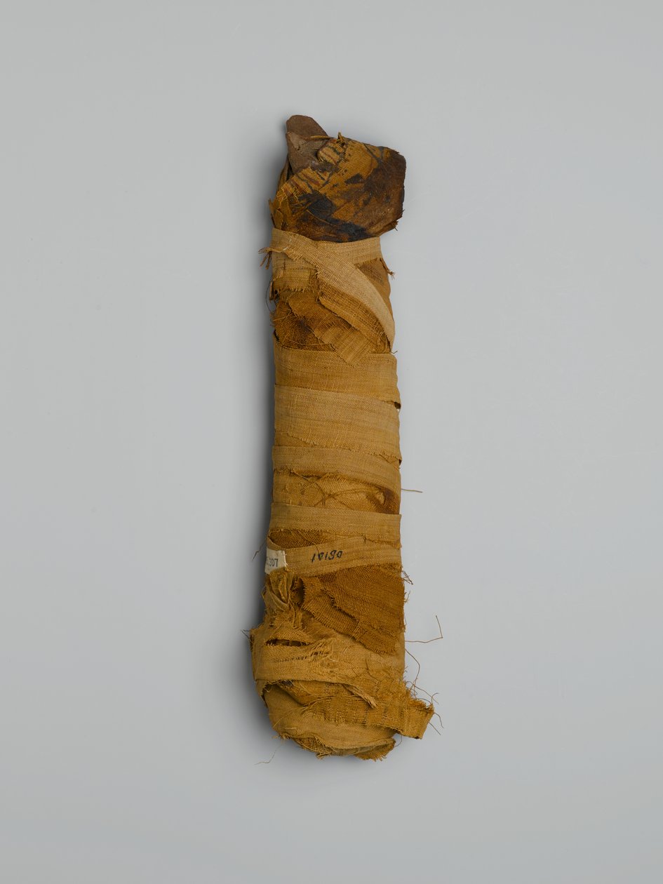 Mummy of a cat, purchased in Cairo by Egyptian