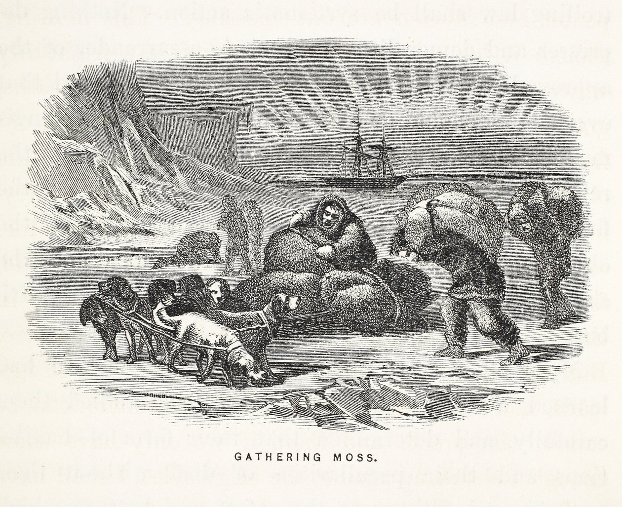 Gathering Moss, Illustration from 'The Second Grinnell Expedition in ...