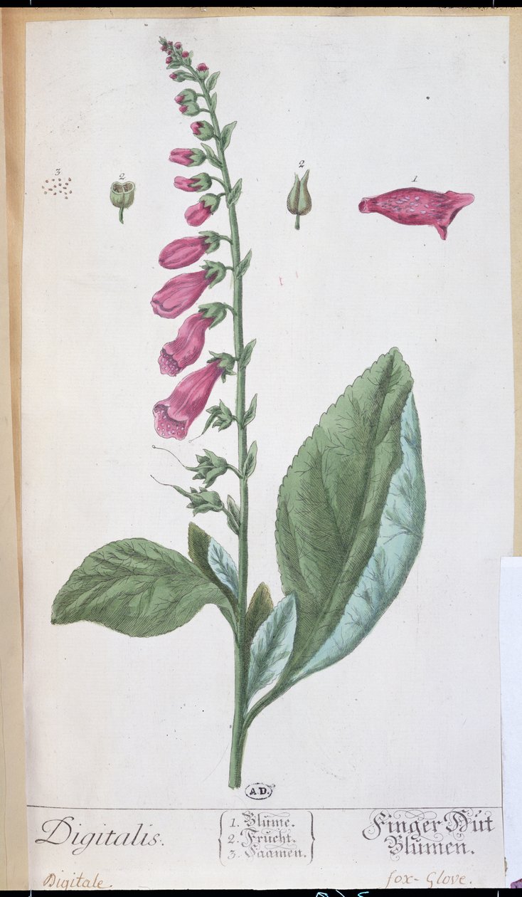Digitalis Purpurea, from 'Herbarium Blackwellianum', 1757