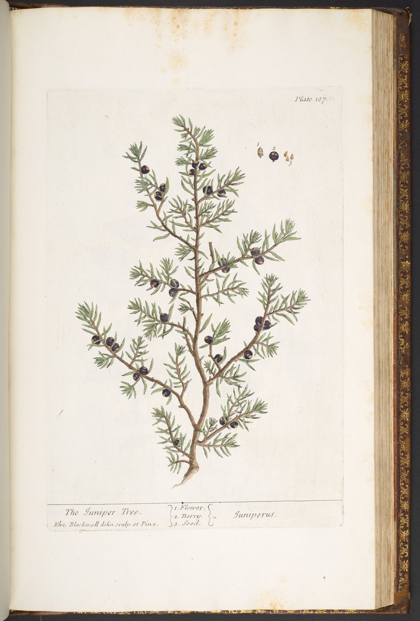 Plate 187, The Juniper Tree, from 'A Curious Herbal'