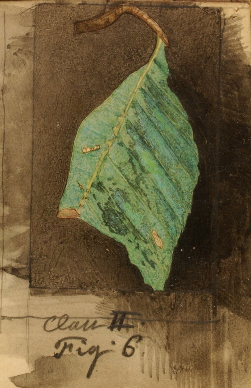 Smaller Spotted Beach Leaf Edge Caterpillar, study for book Concealing ...