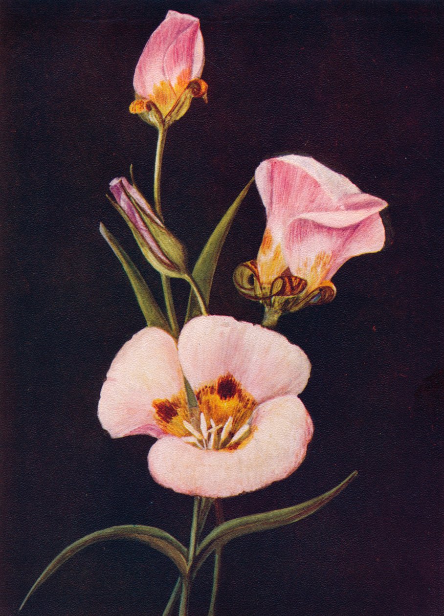 Mariposa Tulip by Emma Graham Clock: Buy fine art print