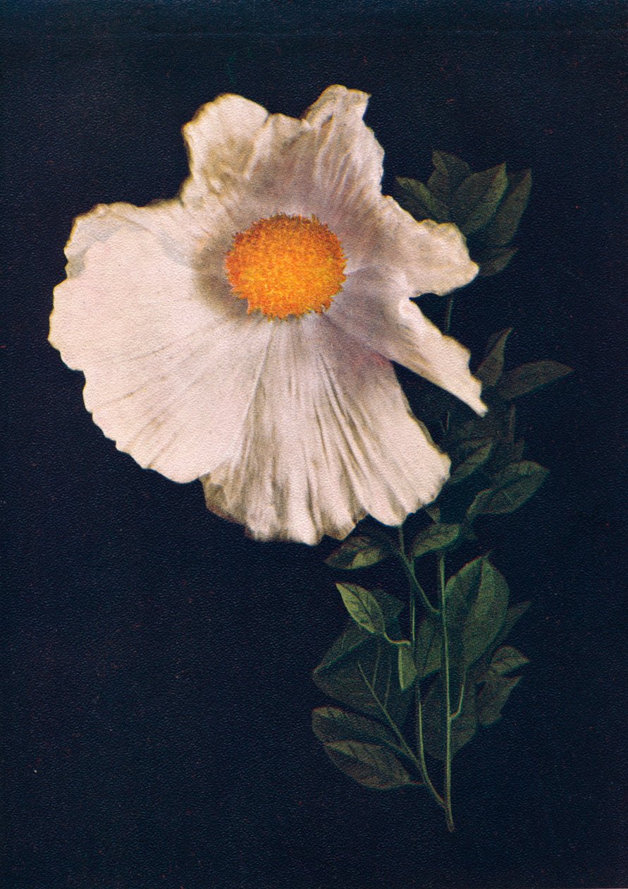 Matilija Poppy by Emma Graham Clock: Buy fine art print
