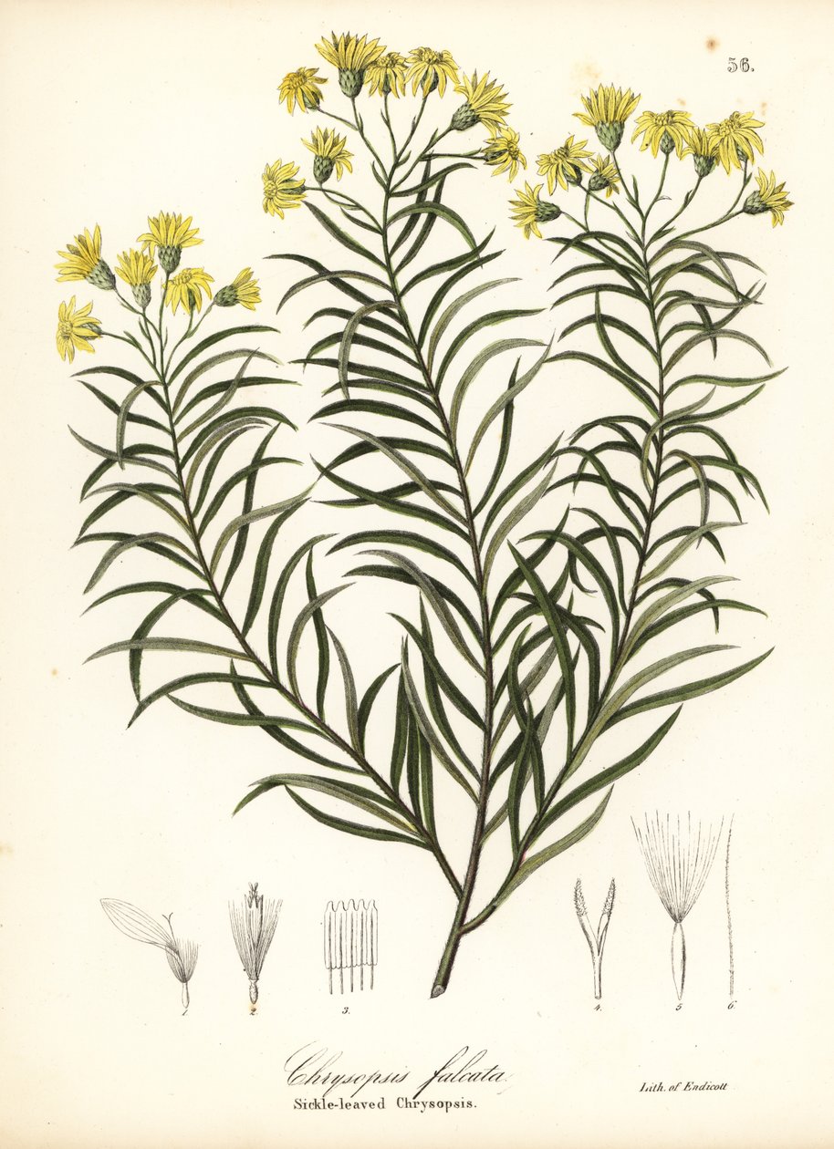 Sickleleaf Silkgrass or Sickle-leaved Golden Aster, Pityopsis Falcata