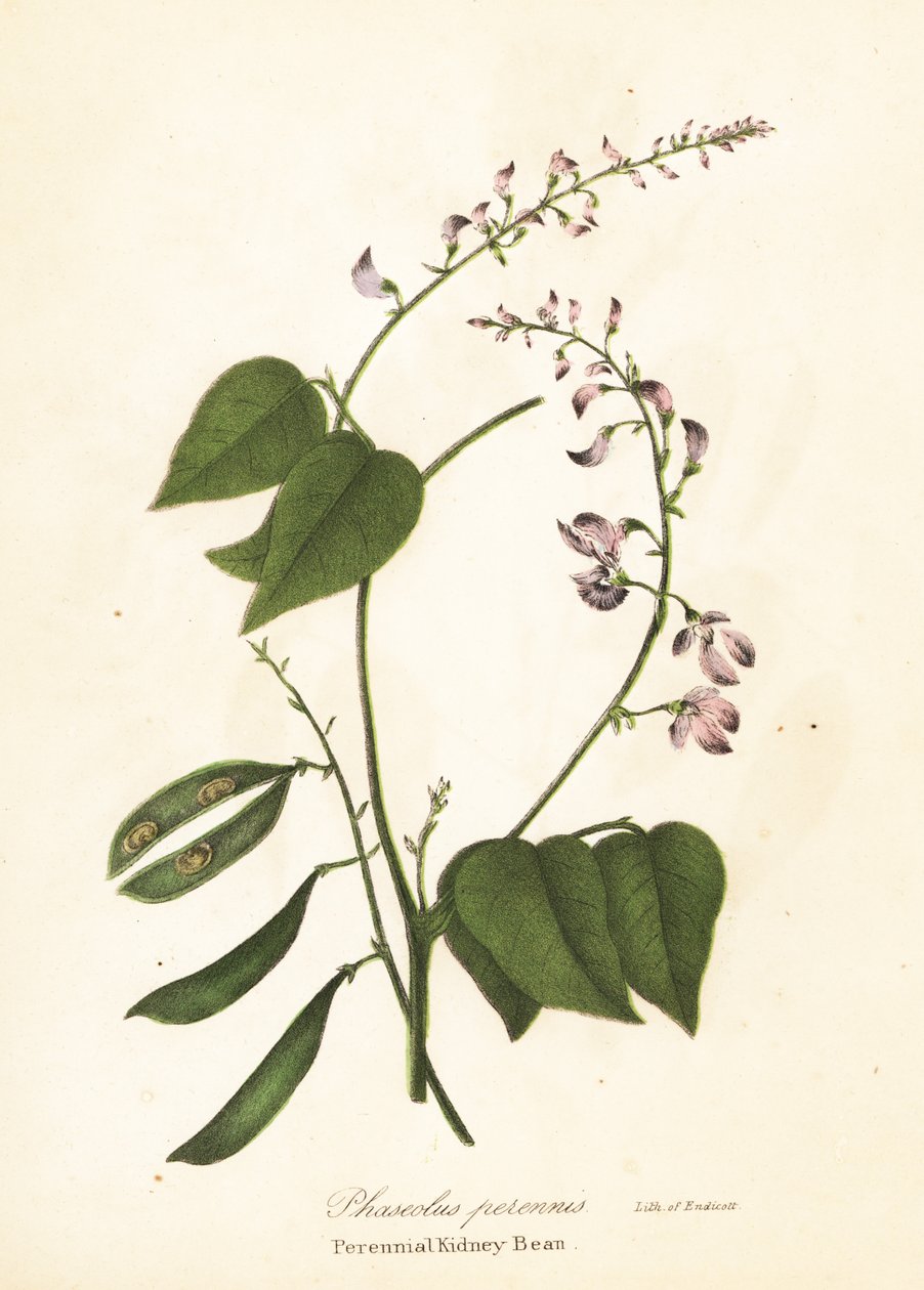 Wild Kidney Bean, Phaseolus polystachios (Perennial Kidney-Bean ...