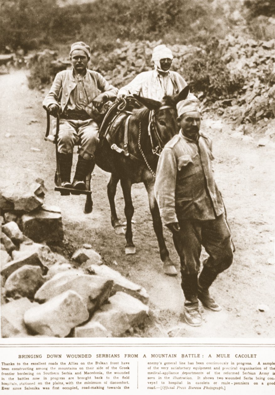 Bringing down wounded Serbians from a mountain battle: a mule cacolet