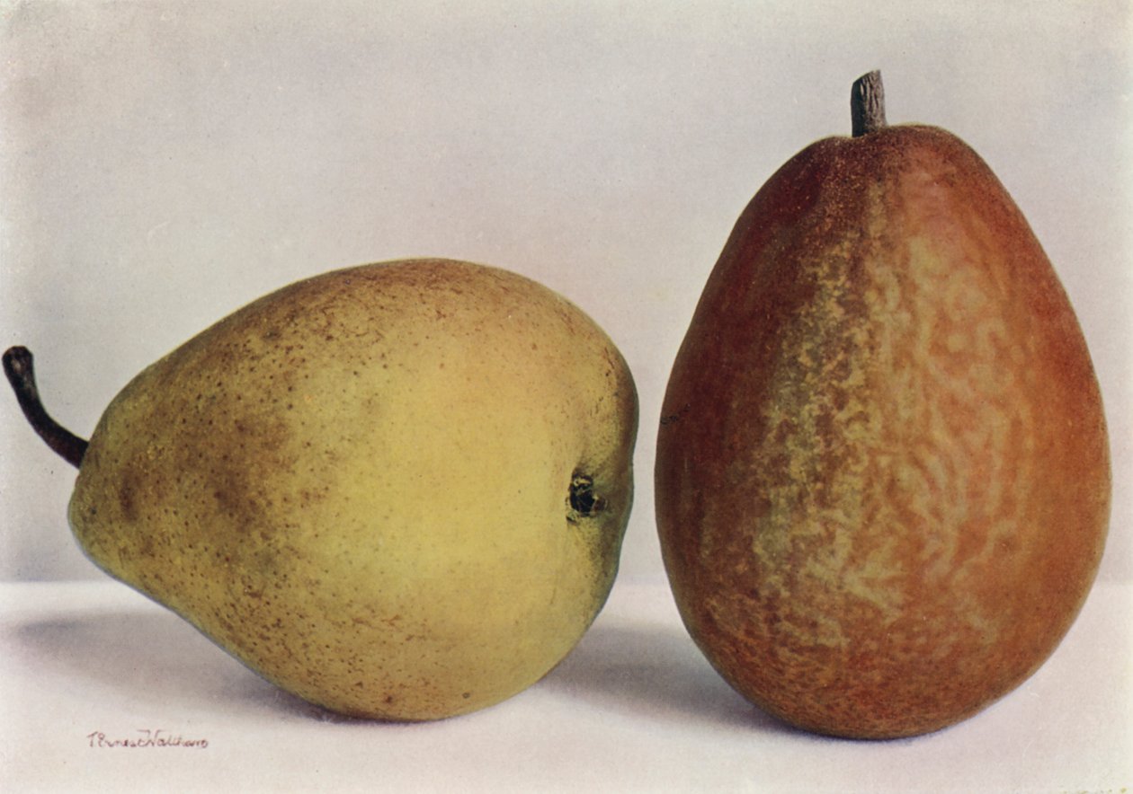 Pears, Emile d'Heyst and Beurre Alexandre Lucas
