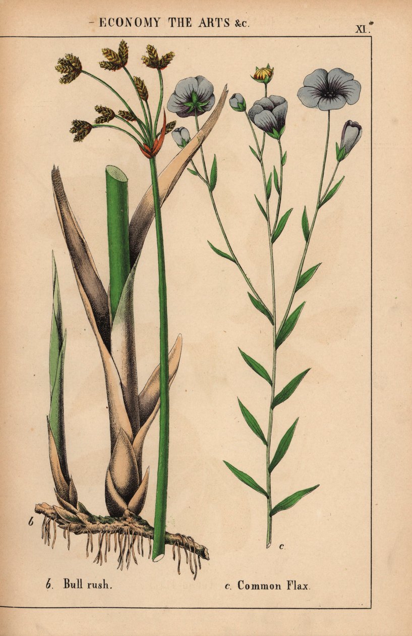 Bull rush or bulrush Cyperus and common flax plant with blue flowers ...