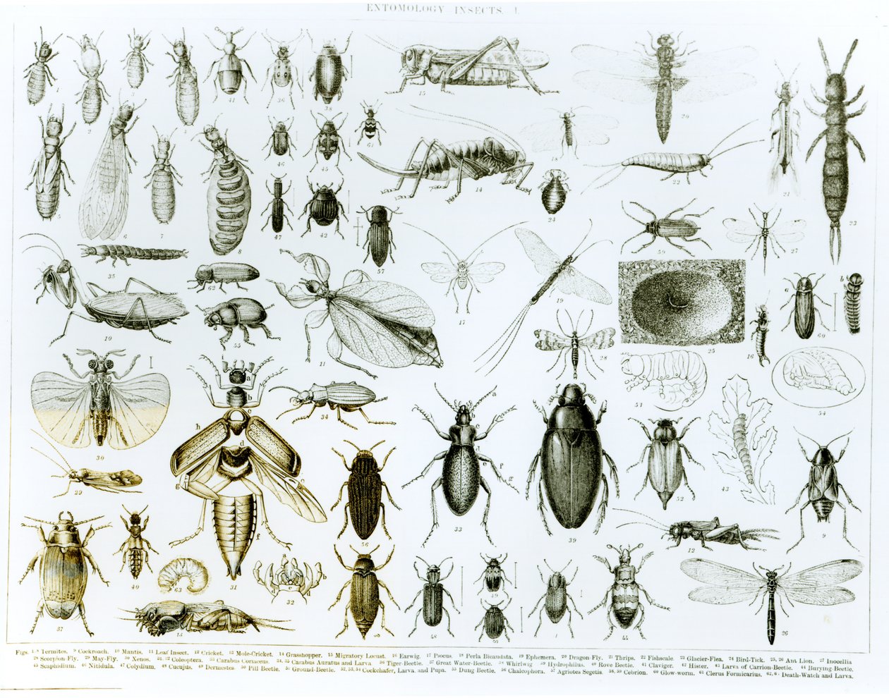 Entomology Insects by English School: Buy fine art print