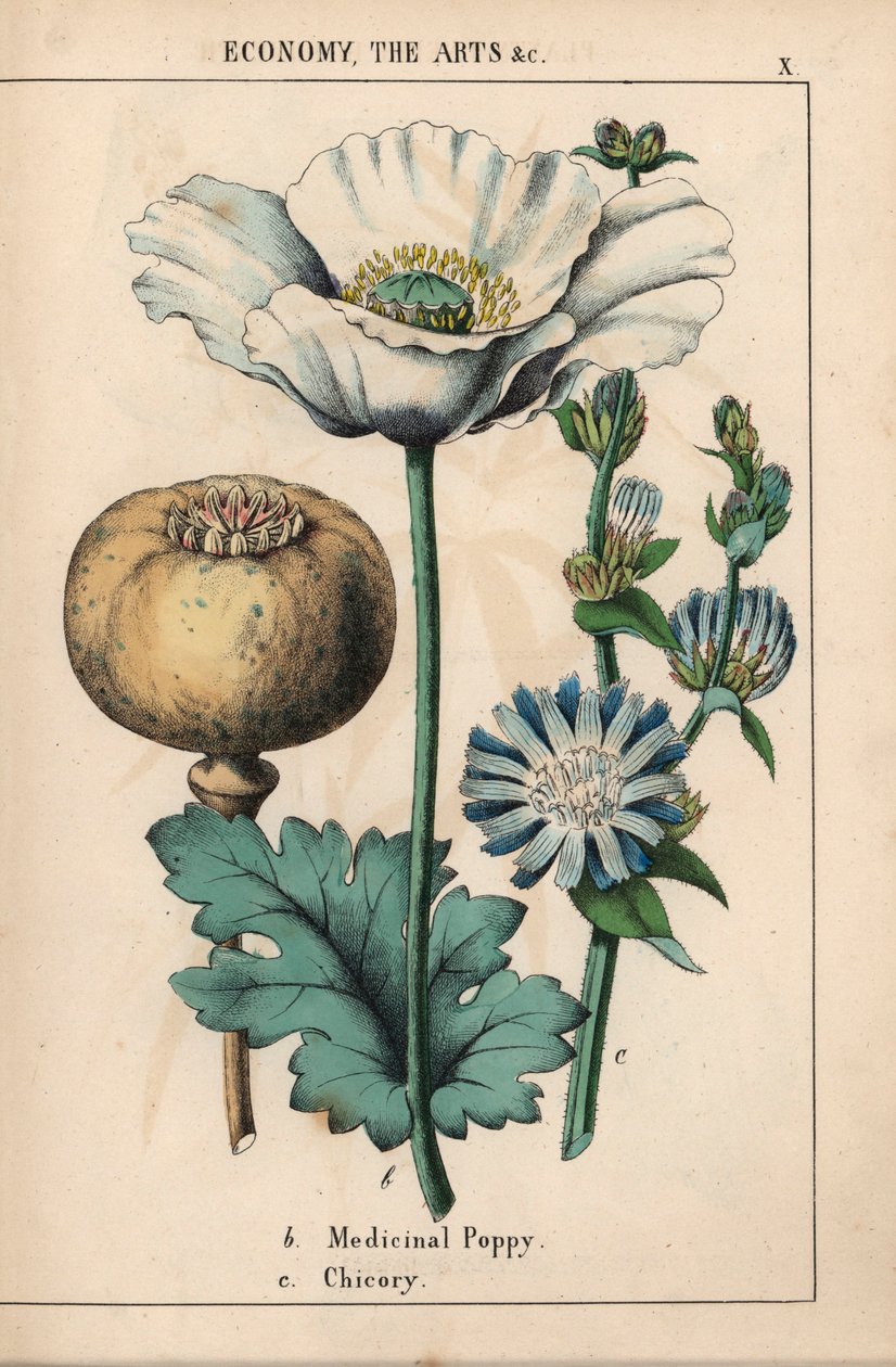 Medicinal Poppy with White Flower and Ripe Capsule, and Blue Chicory ...
