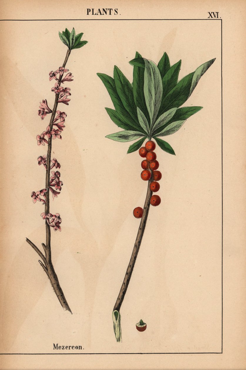 Mezereon with red berries and pink flowers, from 'The Instructive ...