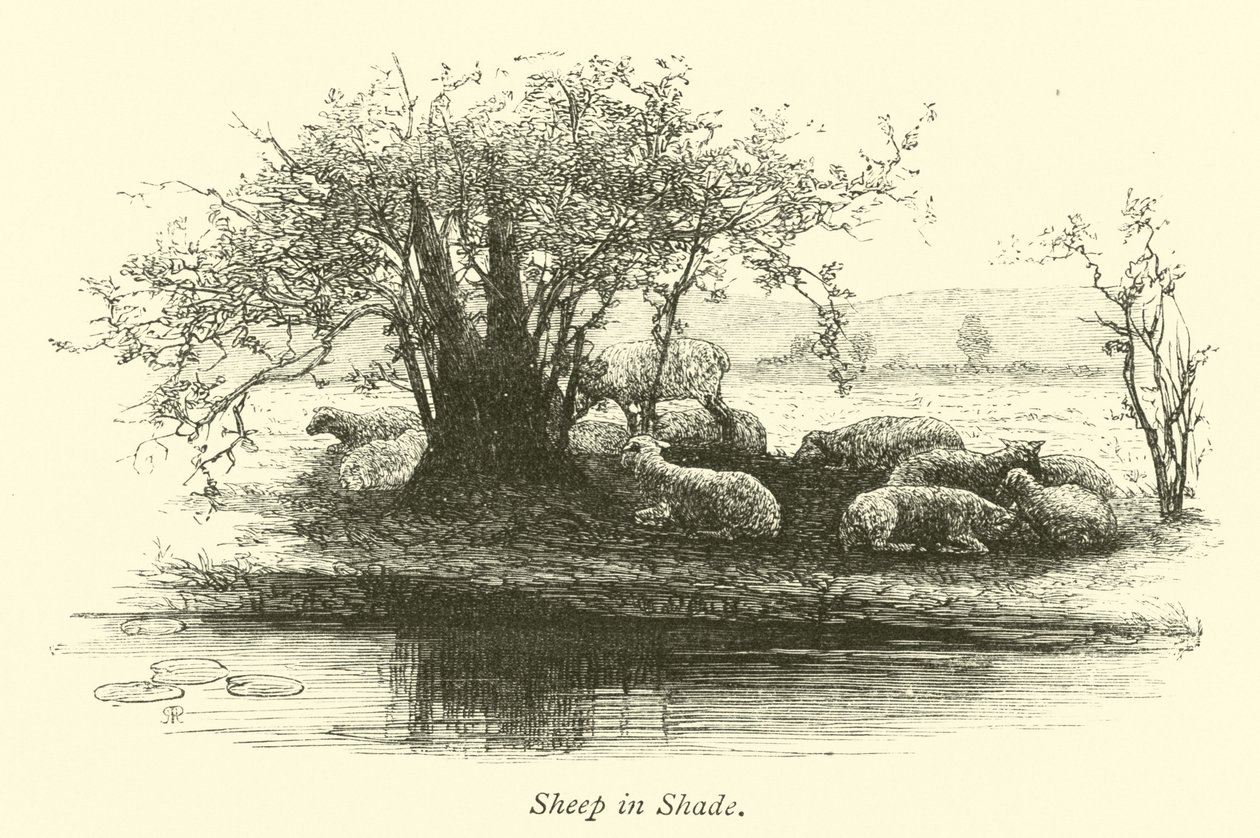 Sheep in Shade by English School: Buy fine art print