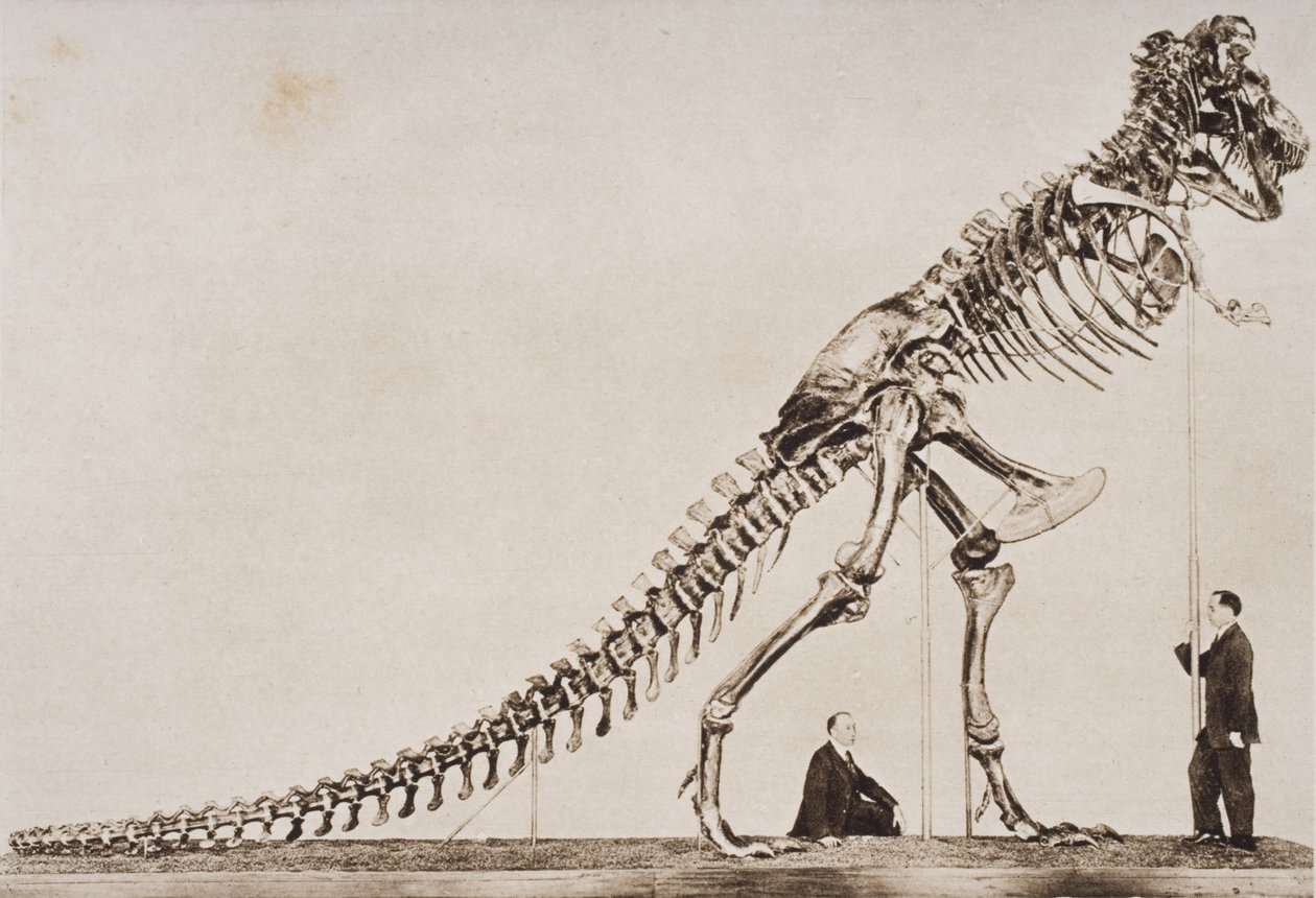Tyrannosaurus Skeleton In Museum T Rex Skeleton, Great North