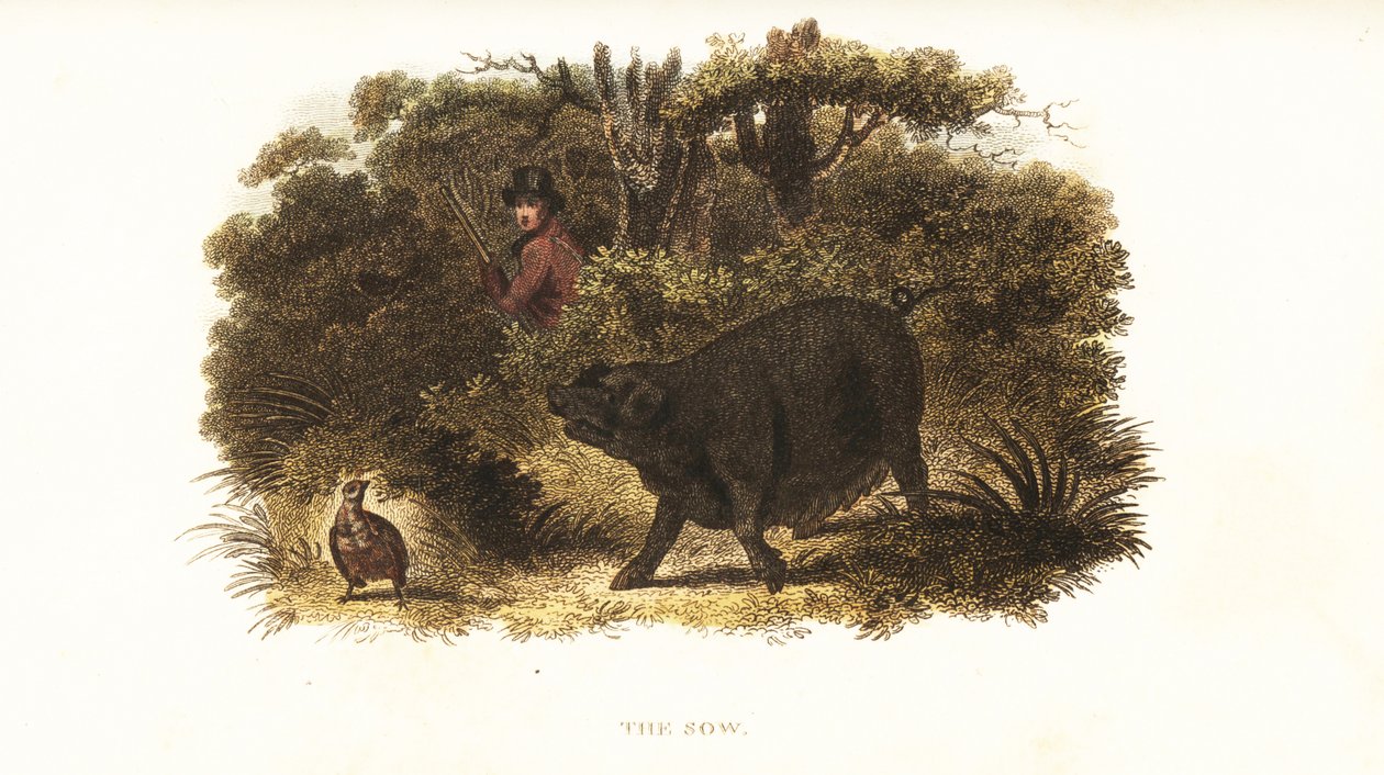 Slut, the female pig trained to be a pointer-dog or gun-dog by Richard ...