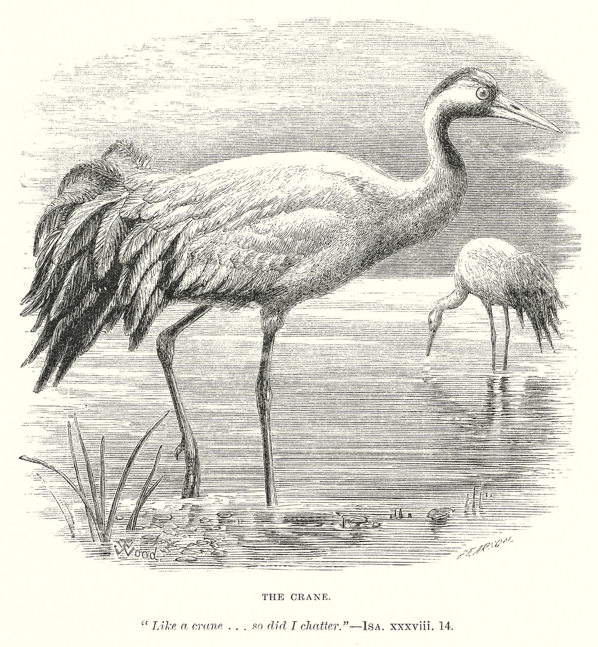 The Crane by English School: High-quality fine art print