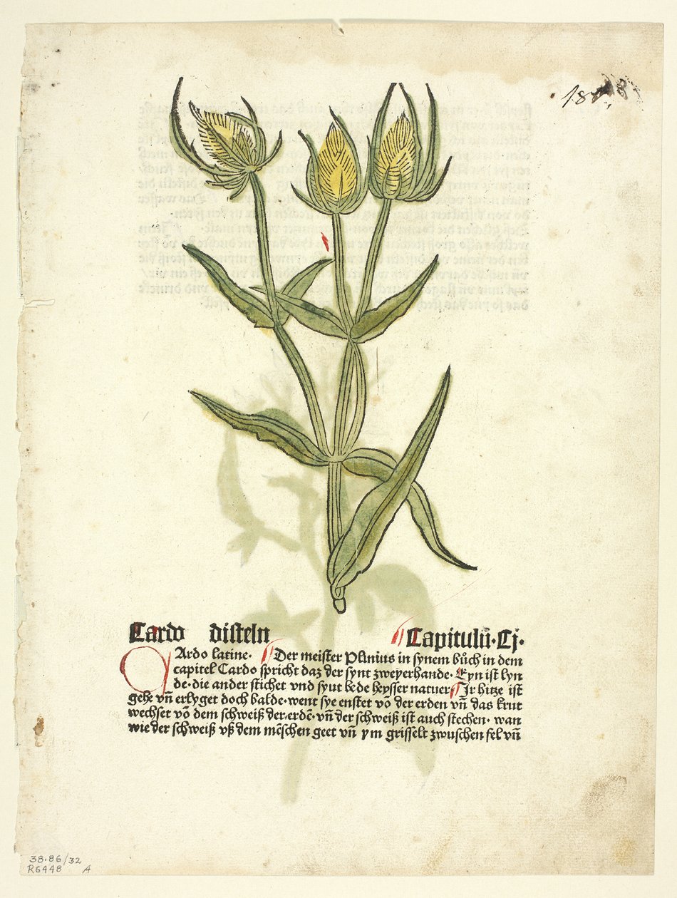 Thistle (recto) and Thistle buds (verso) from Gart Der Gesundheit ...