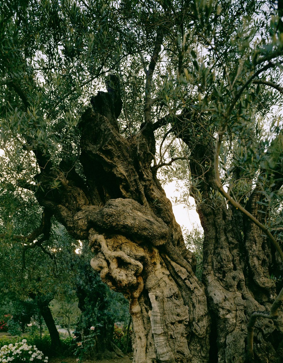 Ancient olive trees in the Garden of Gethsemane, Kidron Valley ...
