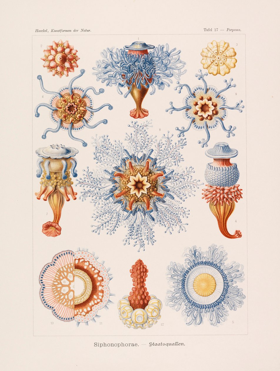 Art Forms in Nature by Ernst Haeckel: Buy fine art print