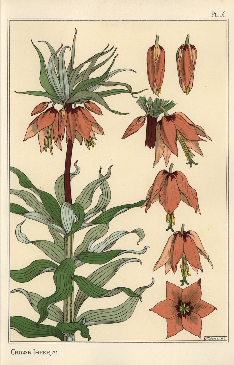 Botanical Illustration of the Crown Imperial Flower