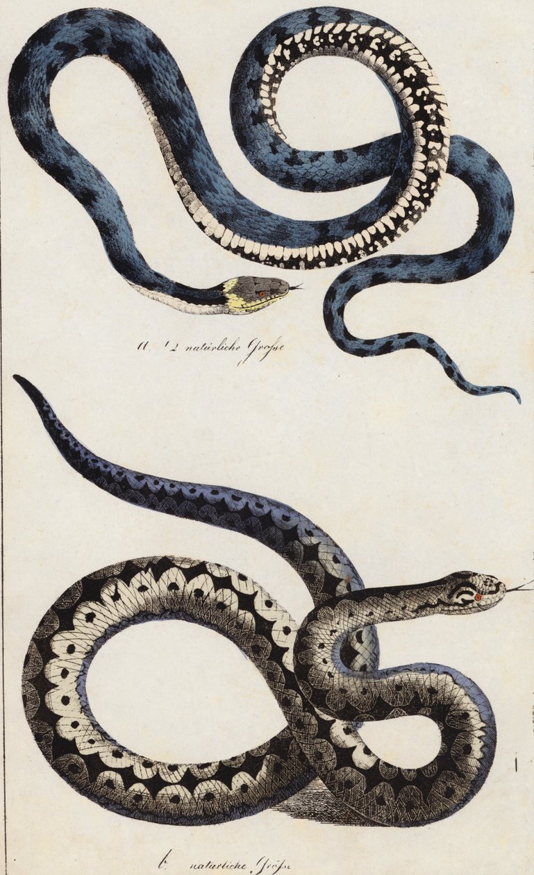 Snakes by European School: Highest-quality art reproduction