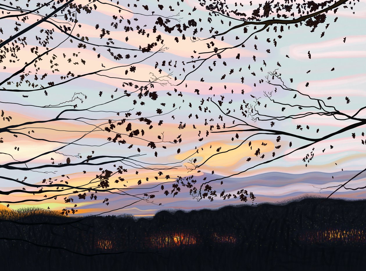 Hawk on Branch, Prospect Park by Evan Sklar