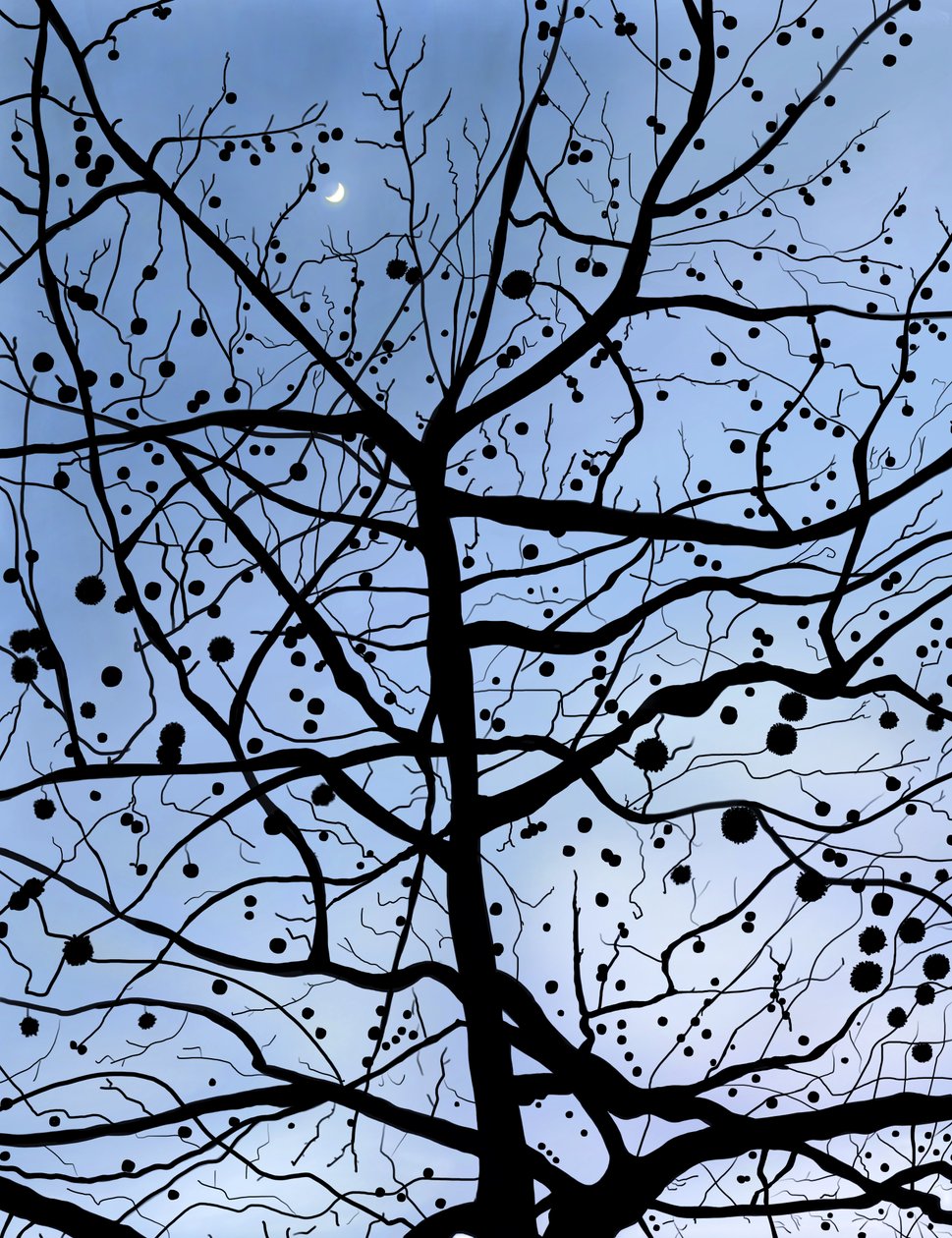 London Plane Tree and Moon, Brooklyn by Evan Sklar