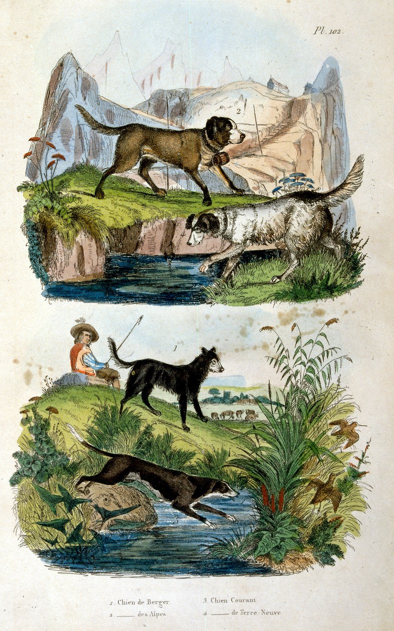 Alpine Dogs by Felix-Edouard Guerin: Buy fine art print