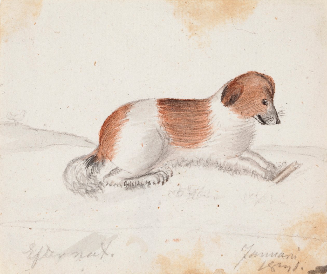 Dog by Ferdinand von Wright: High-quality fine art print