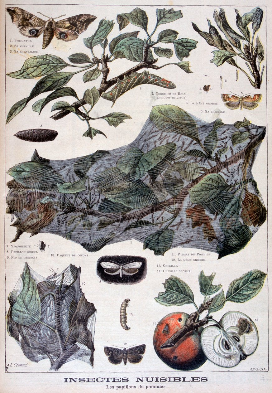 Harmful insects: moths that damage apple trees, 1897