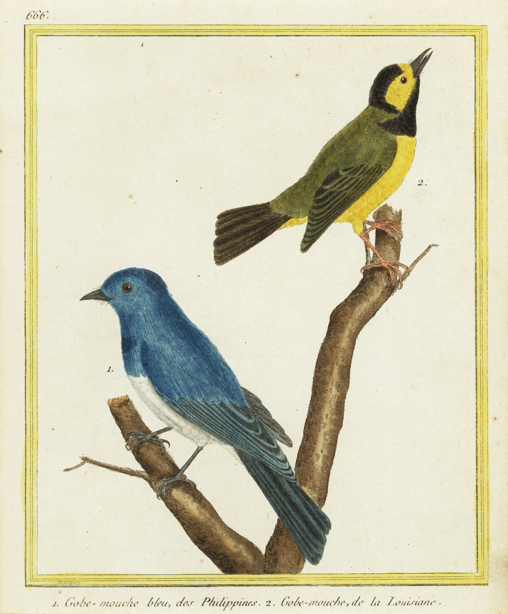 Black-naped Monarch, Hypothymis azurea, and Hooded Warbler, Setophaga ...
