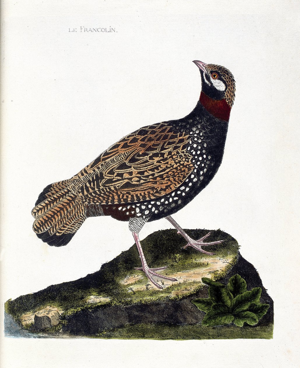 Zoological chart (ornithology): Francolin (francolin noir or ...