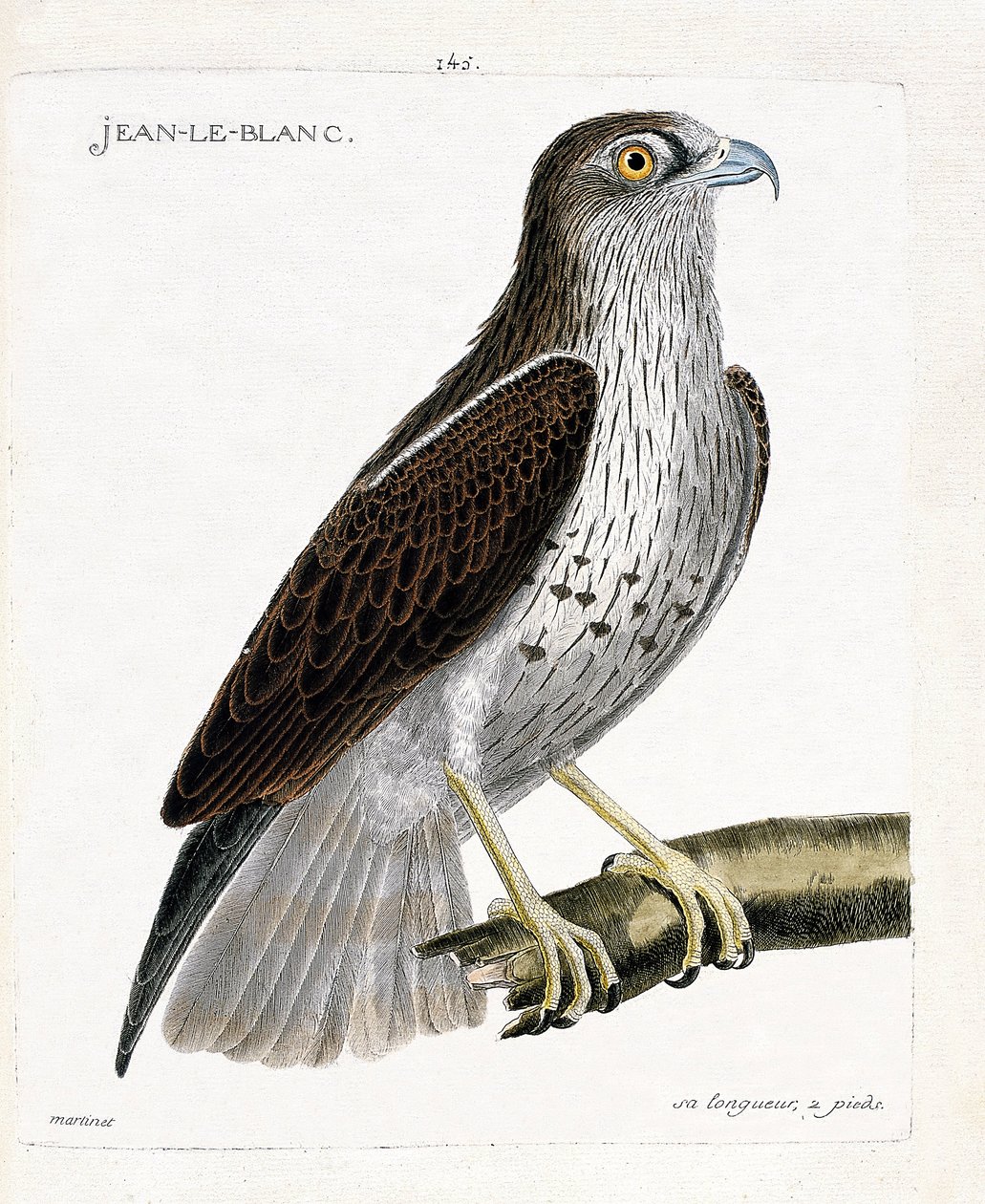 Zoological chart (ornithology): Jean-le-Blanc or Jean le Blanc ...