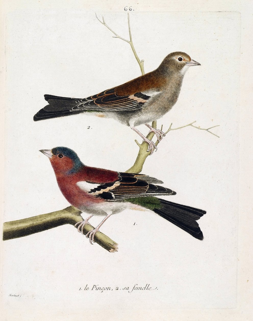 Zoological chart (ornithology): from bottom to top: The pinch and its ...