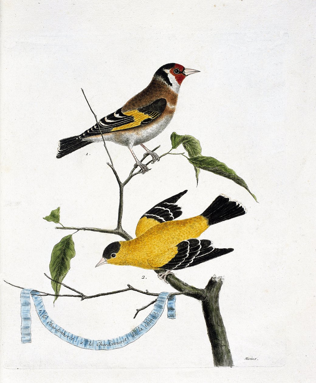 Zoological chart (ornithology): from top to bottom: The chardonneret ...