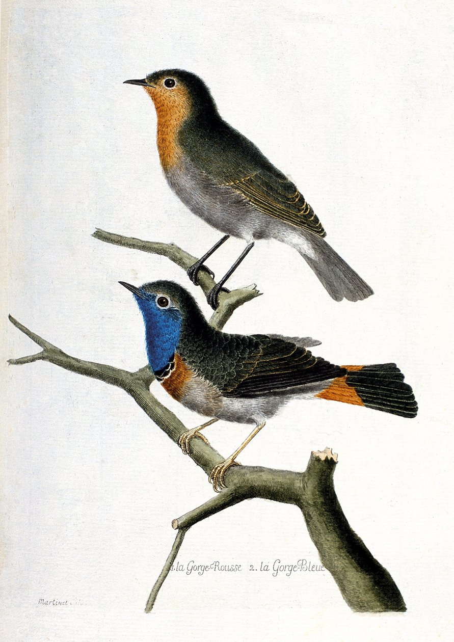 Zoological chart (ornithology): from top to bottom: red throat ...