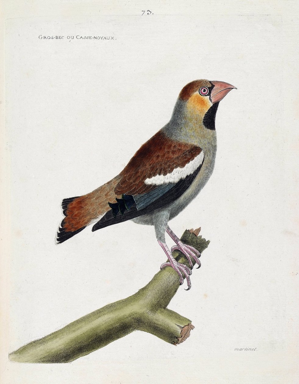 Zoological chart (ornithology): large beak (grosbeak) or nuclei ...