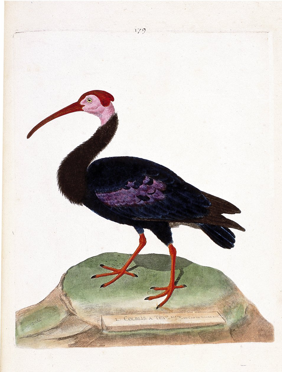 Zoological chart (ornithology): curlew with a bare head of the cap of ...