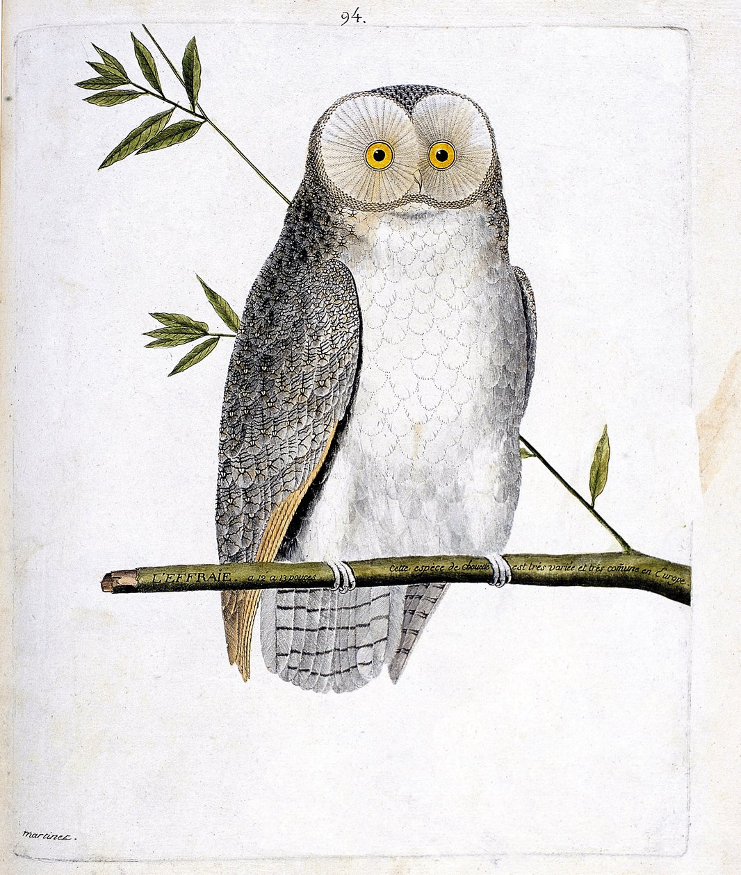 Zoological chart (ornithology): the owl (Barn Owl or Tyto Alba) on a ...