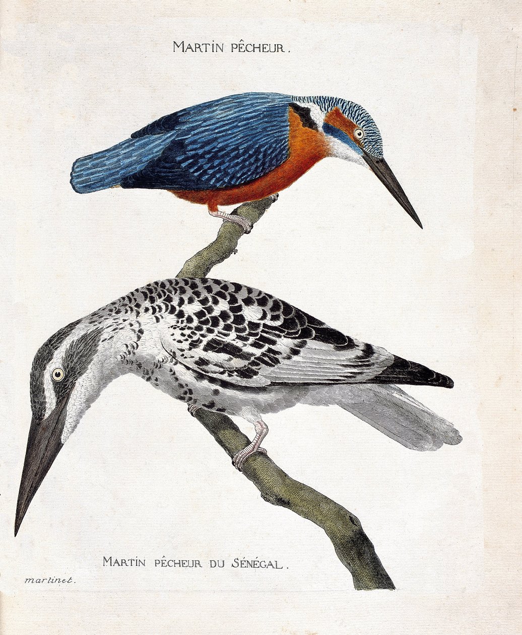 Zoological chart (ornithology): top to bottom: Martin pecheur (martin ...