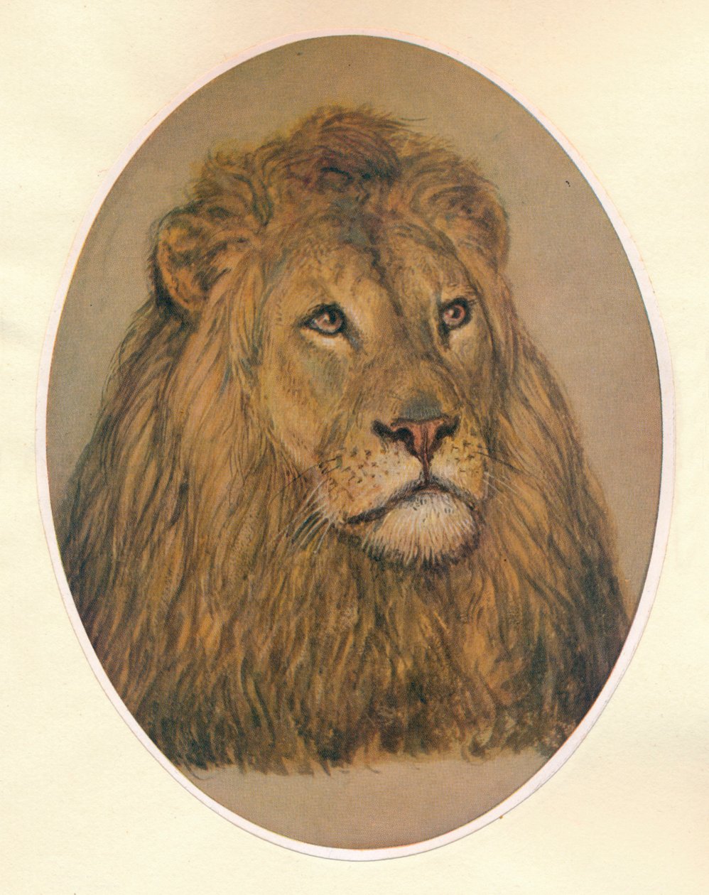 Lions Head by Frank Paton: Premium art reproduction