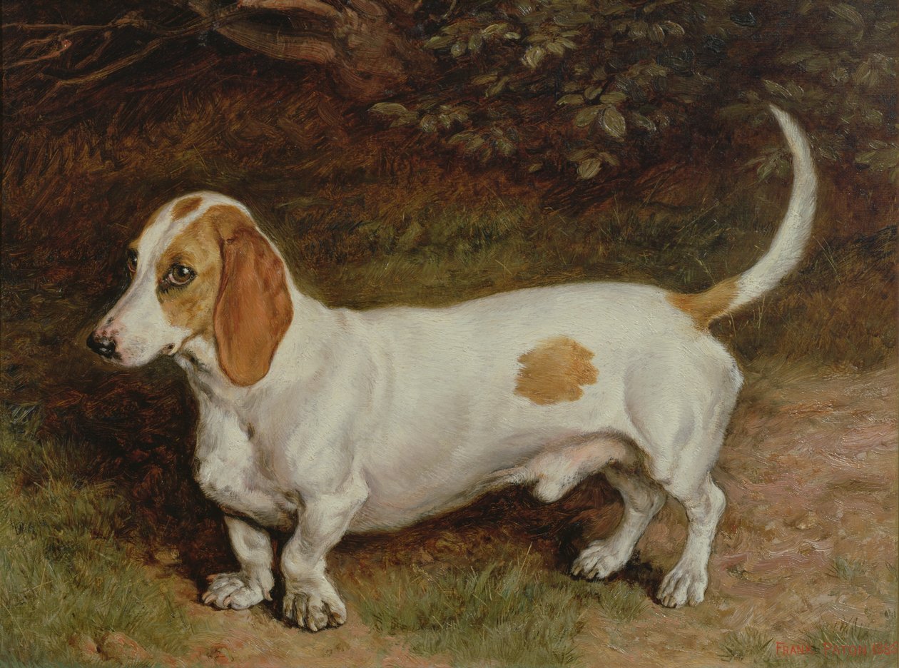 My Favourite Dachshund by Frank Paton: Buy fine art print