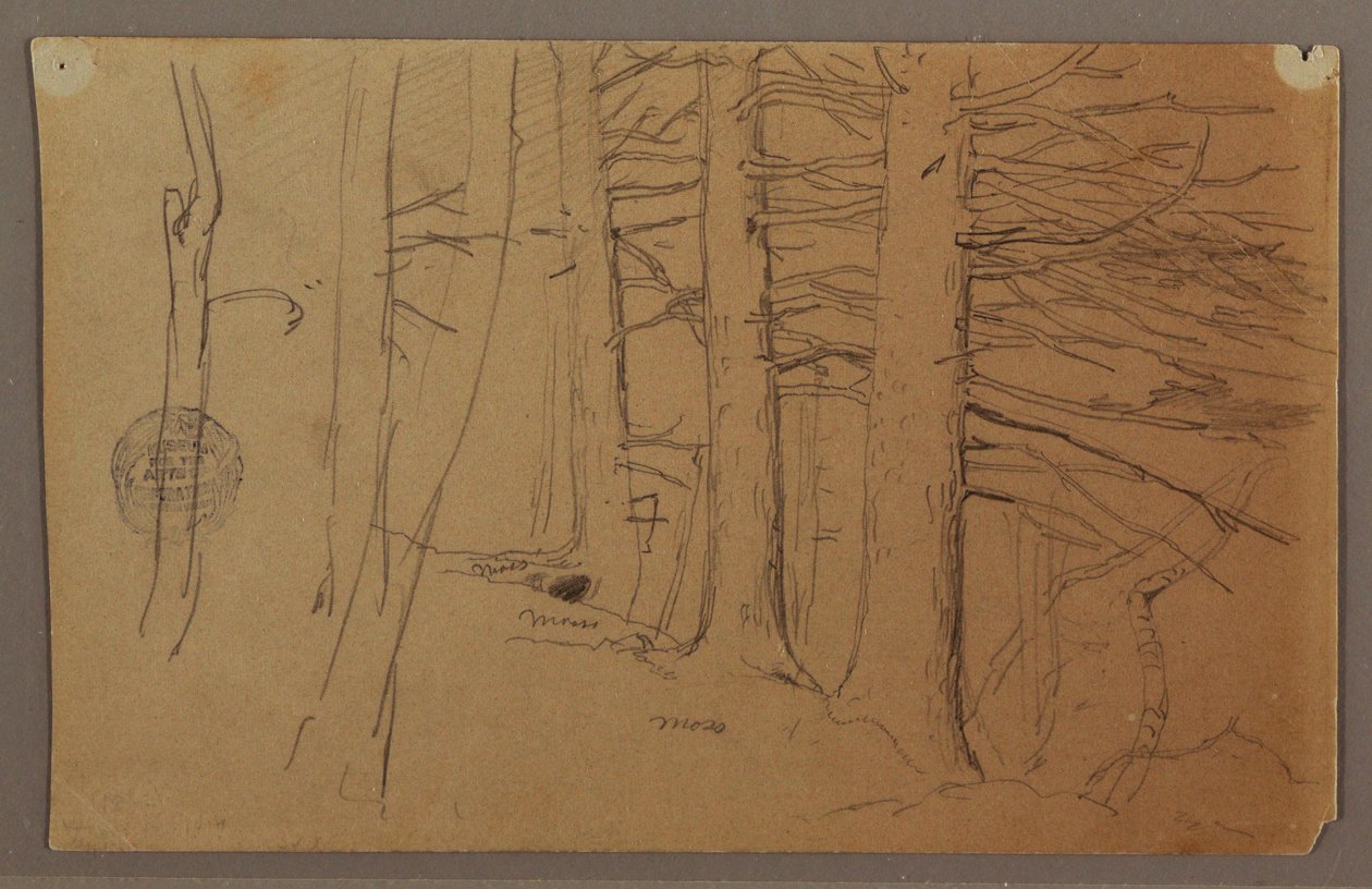 Lower Parts of a Group of Trees Growing on a Slope, 1862