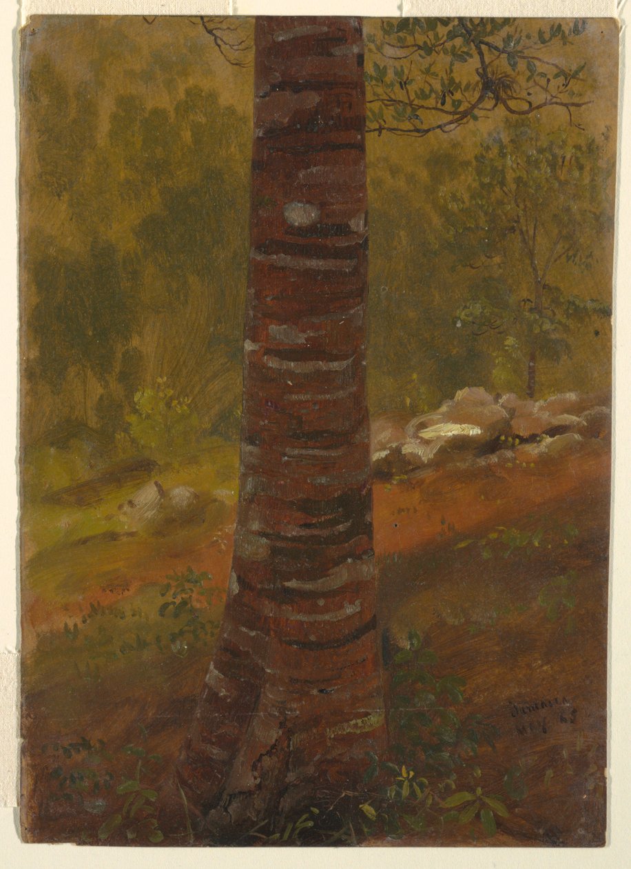 Tree Trunk, May 1865 by Frederic Edwin Church